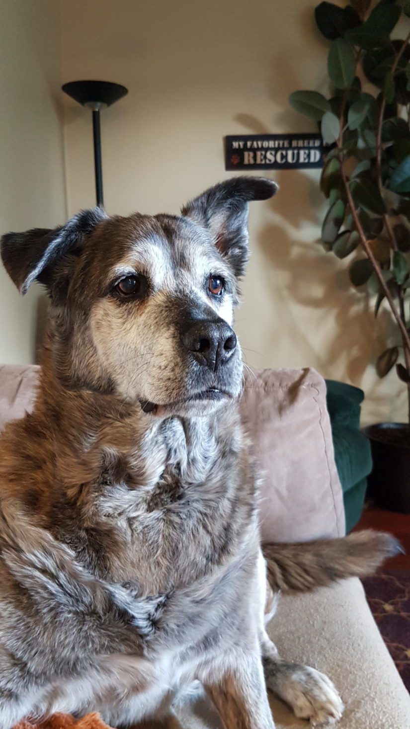 Maple Ridge Animal Control service changes - BC SPCA