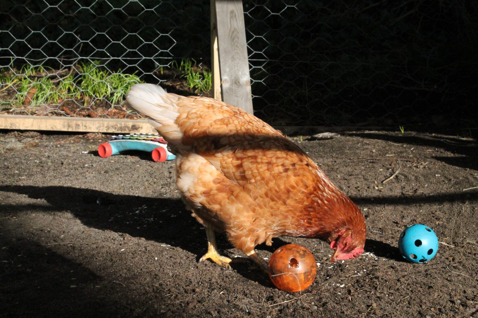 3 ways to enrich the lives of backyard chickens - BC SPCA