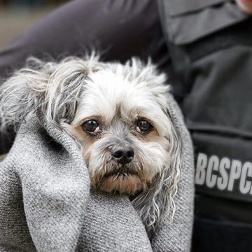 News & events - BC SPCA