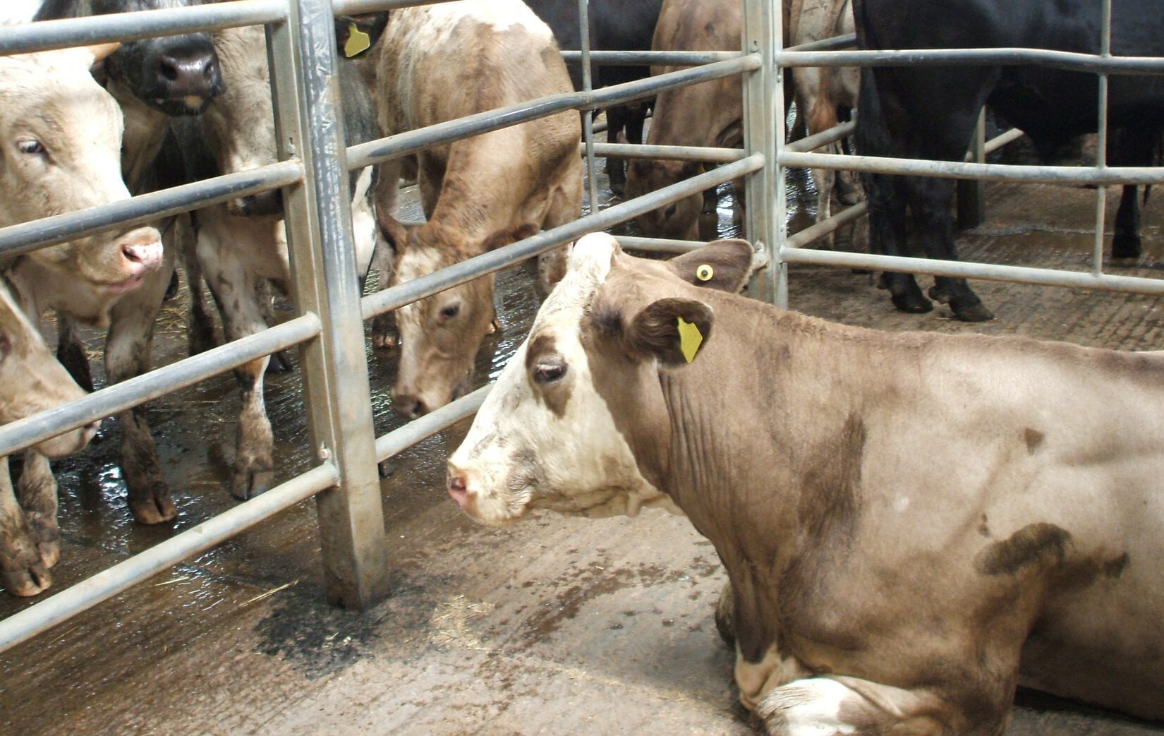 Transport and slaughter of farm animals - BC SPCA