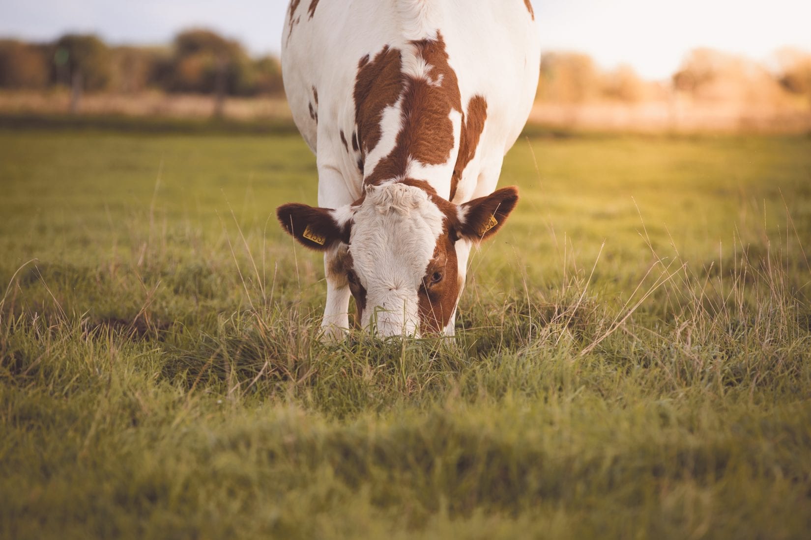 Fun facts about cows - BC SPCA