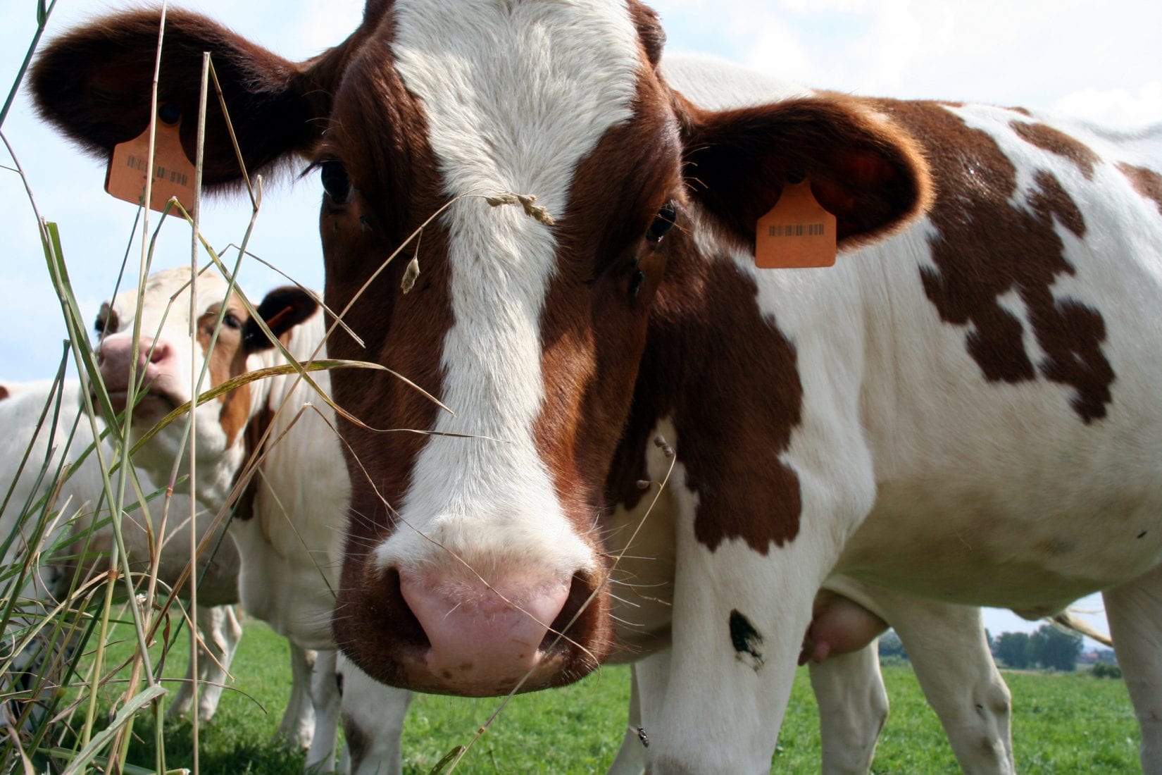 Fun facts about cows - BC SPCA