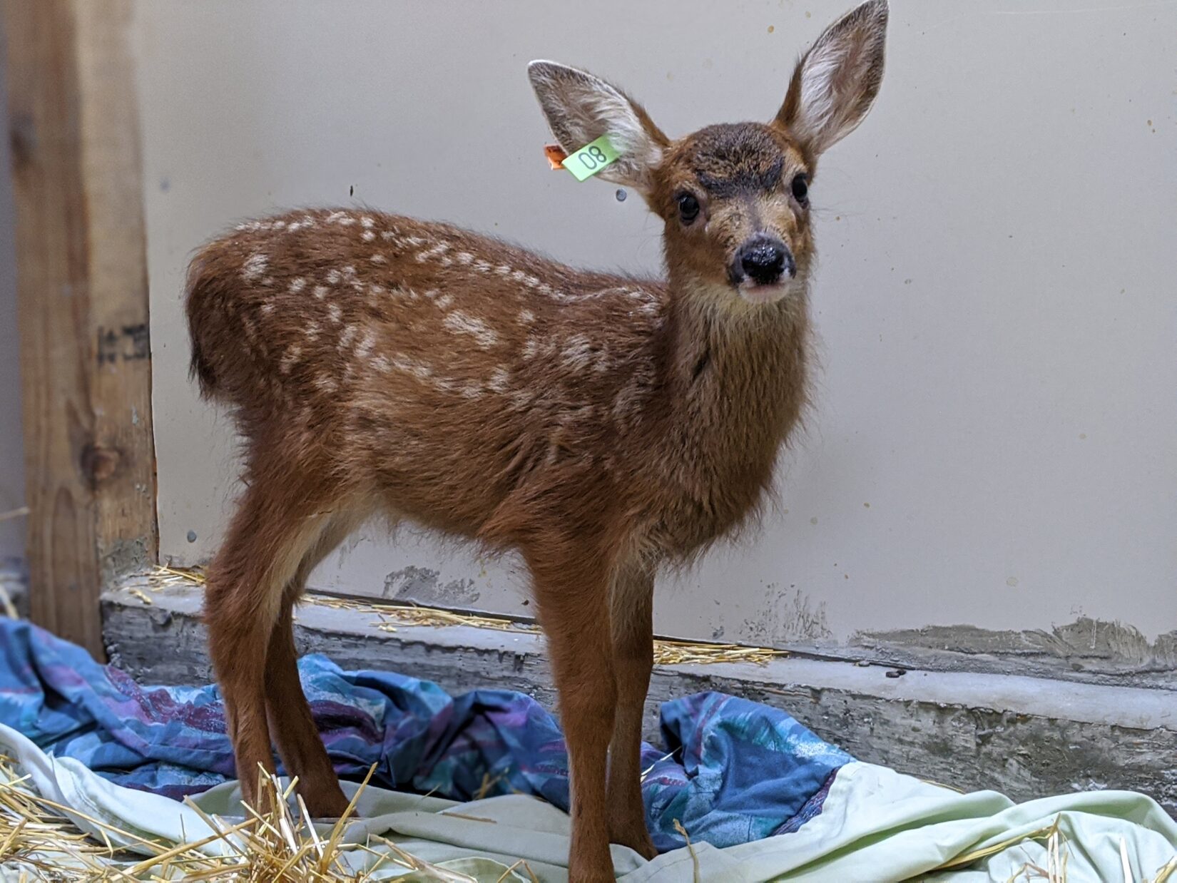 BC SPCA’s Wild ARC is asking for donations as it readies for its ...