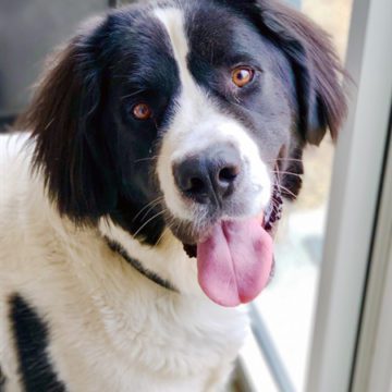 Dogs for adoption - BC SPCA