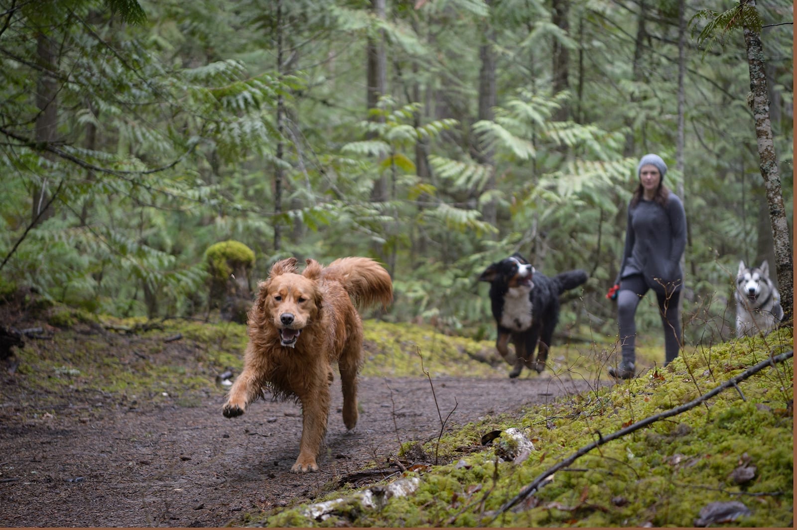 Tick alert: Precautions for pets BC SPCA