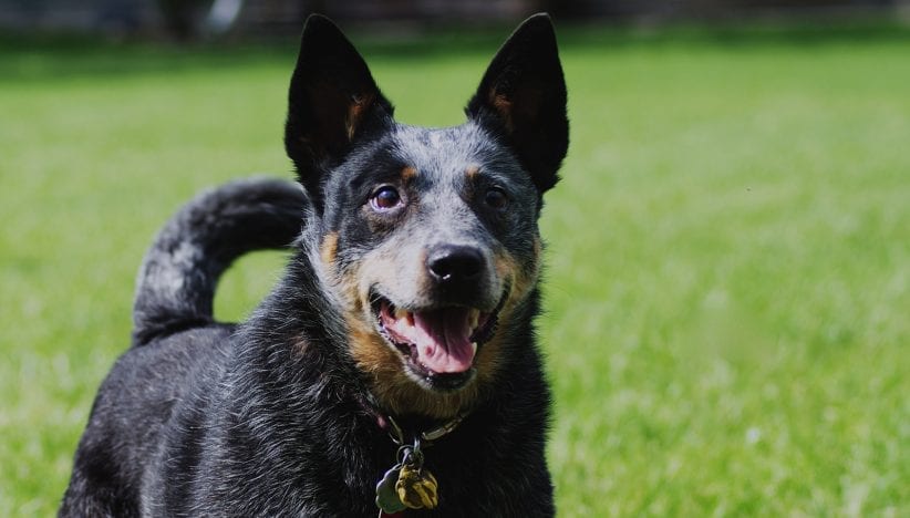 Making the most out of a doggie meetup - BC SPCA