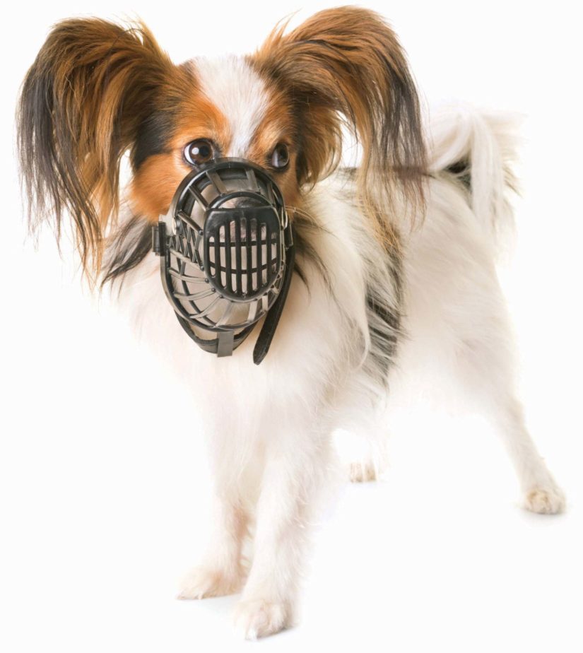 Muzzles: a modern perspective - BC SPCA