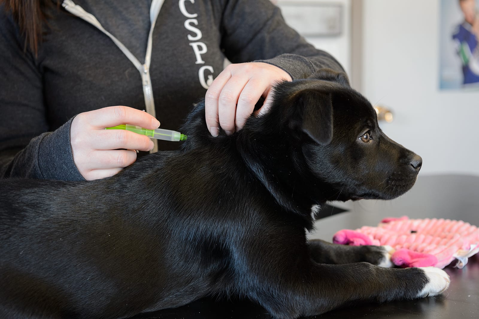 When to vaccinate your kitten or puppy