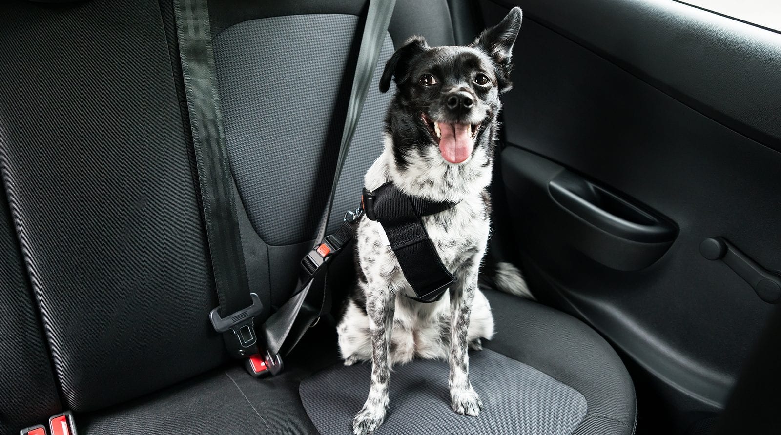 Rev up the excitement! A guide to roadtripping with your pet