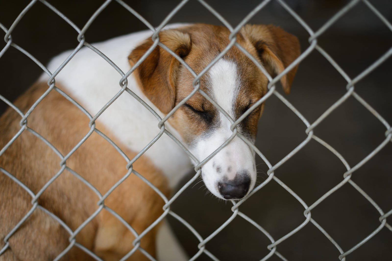 Laws and enforcement in your community help topics - BC SPCA