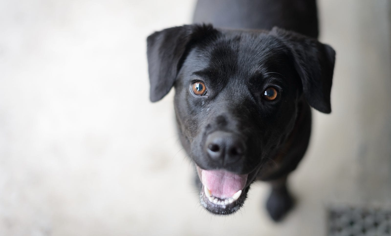 Brush those pearly whites: Dental health matters for animals, too - BC SPCA