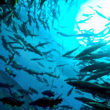 Farm animal production in Canada