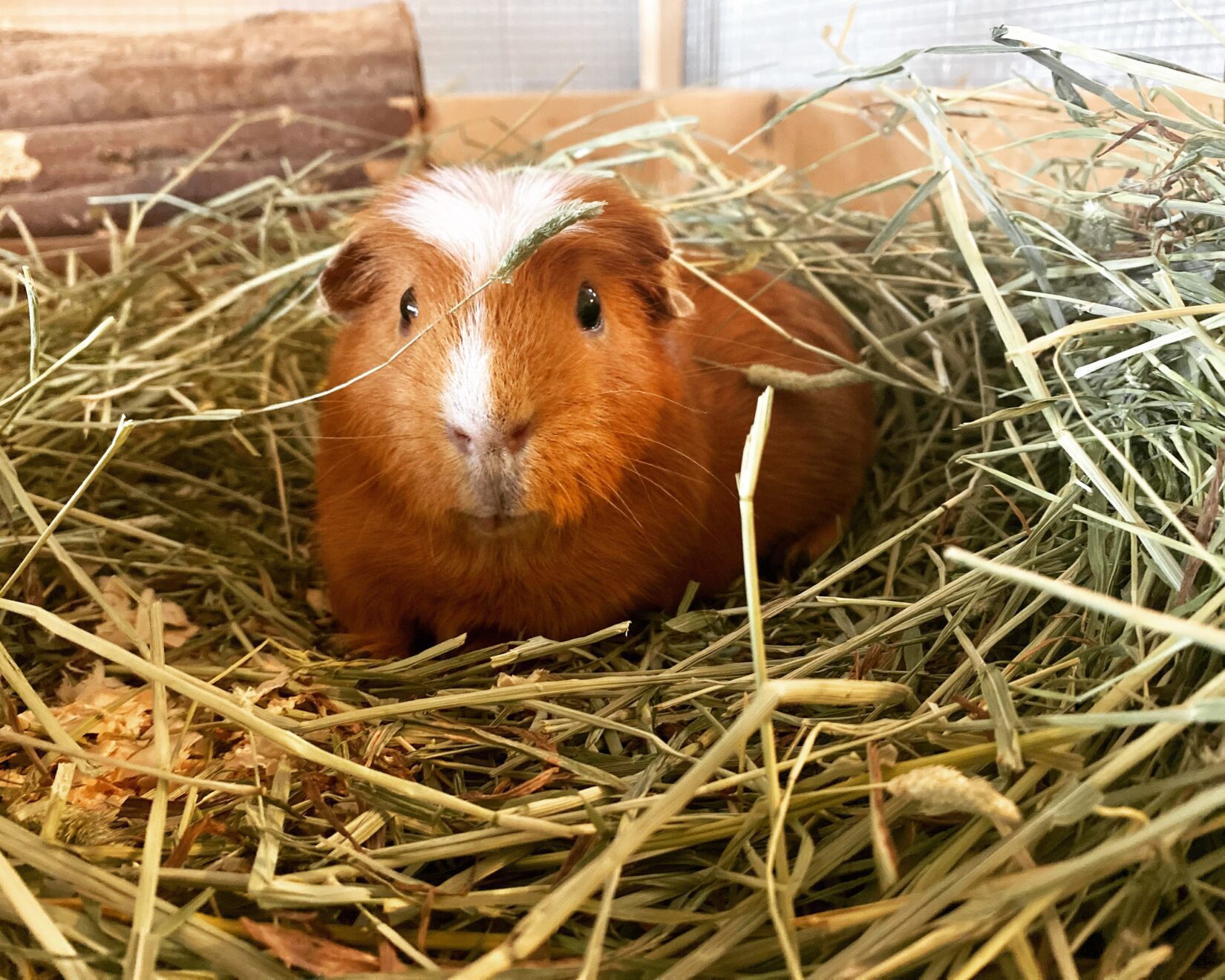 10 Spooky Pet Disguises - BC SPCA