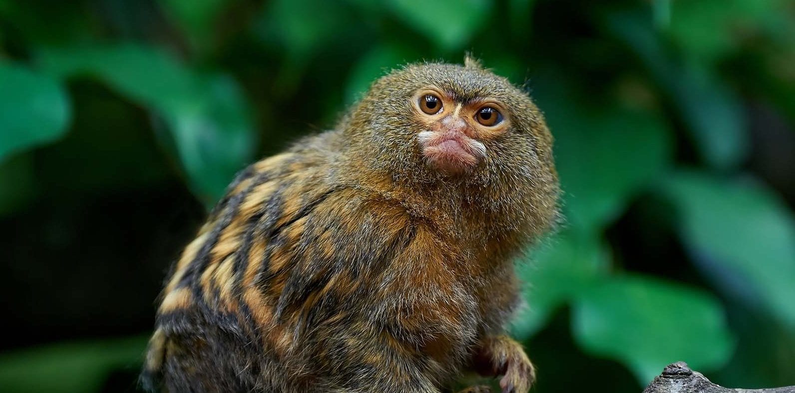 5 ways to help exotic animals right now - BC SPCA