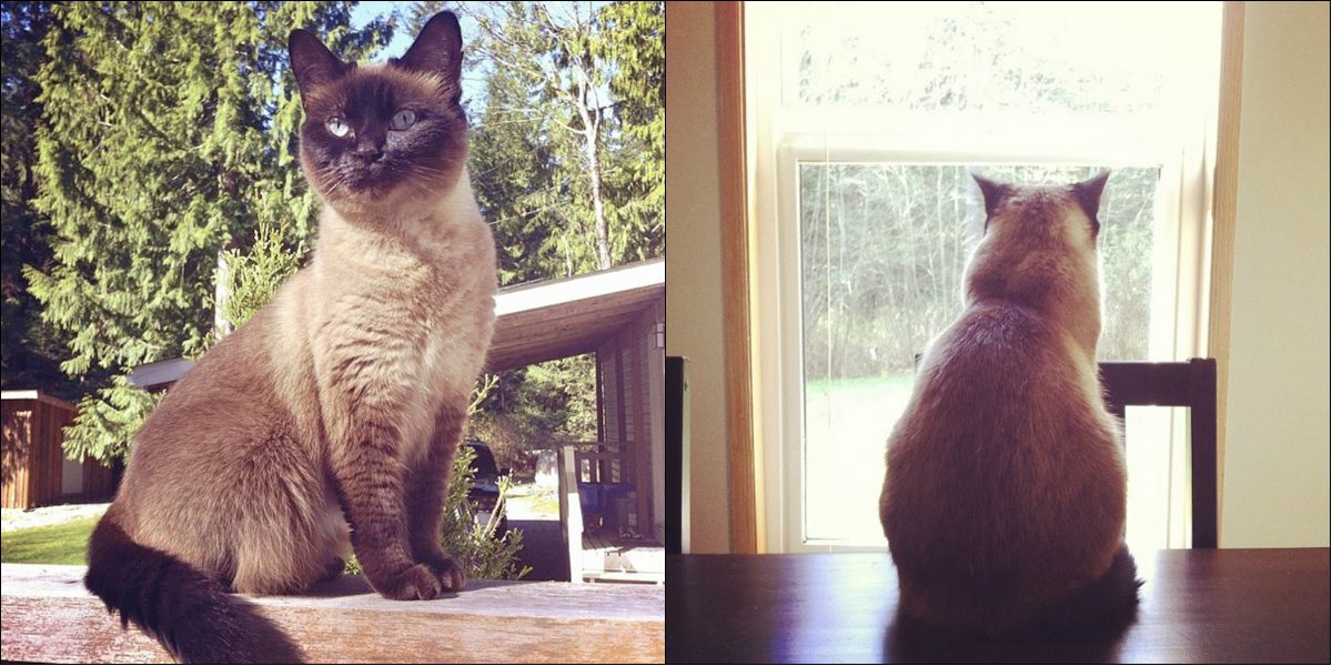 In celebration of National Siamese Cat Day - BC SPCA