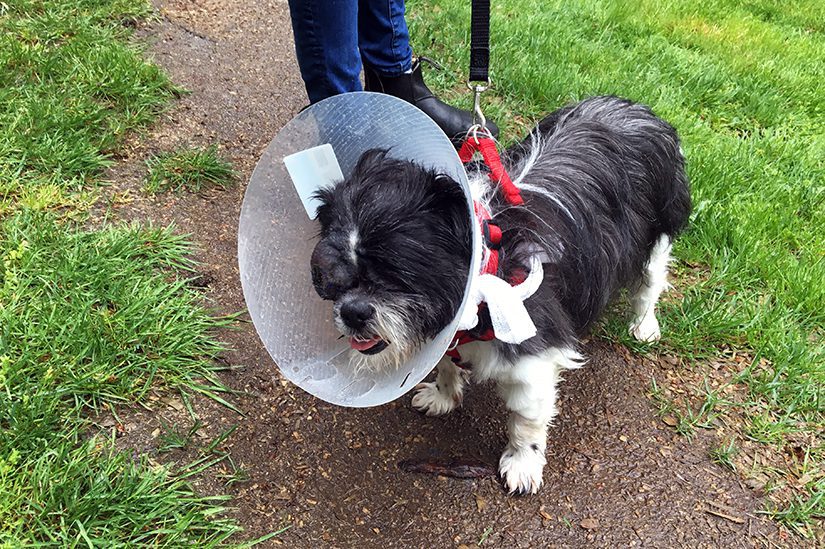 Prince is searching for a peaceful kingdom - BC SPCA