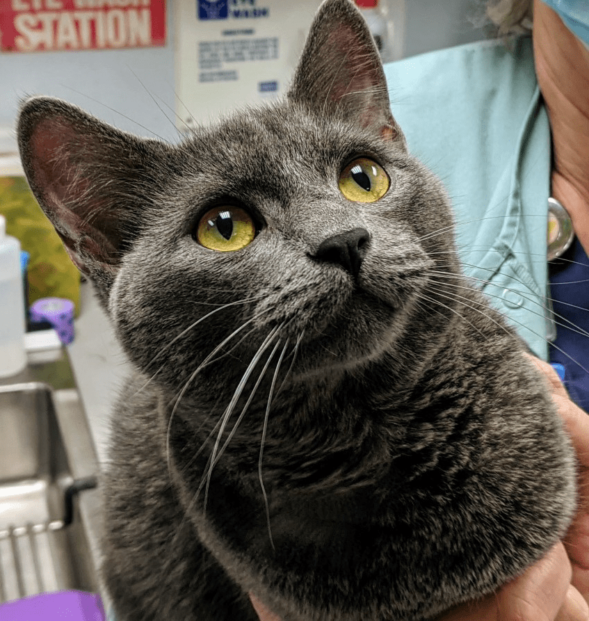 BC SPCA issues warning after cat suffers trauma from at-home neutering ...