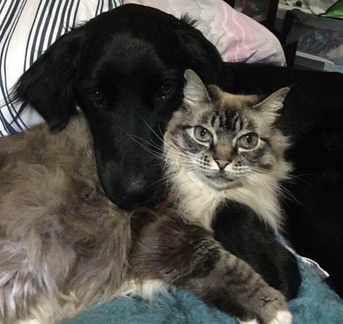 Teri Forster, a foster mom to cat moms - BC SPCA