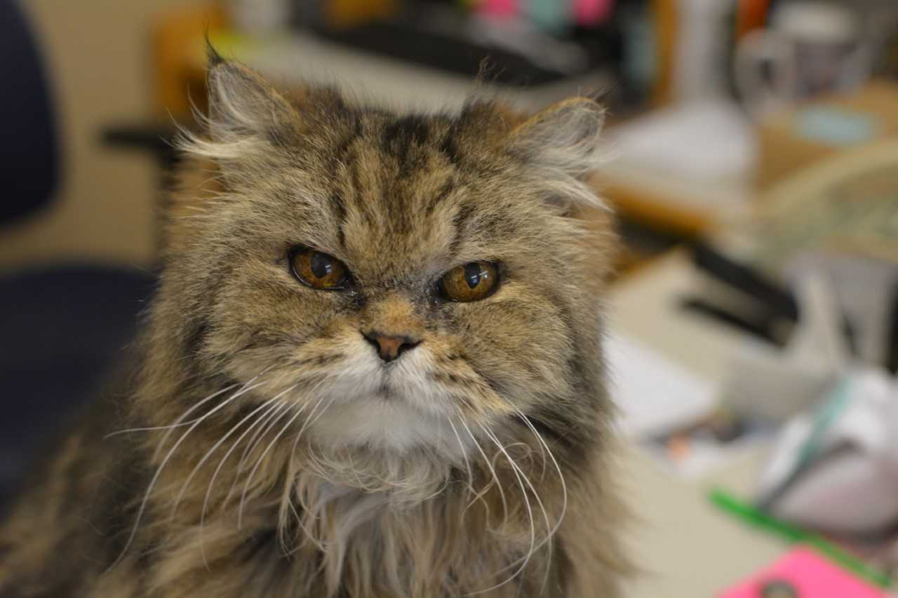 National Pet Appreciation Week: Honouring Roger the cat - BC SPCA