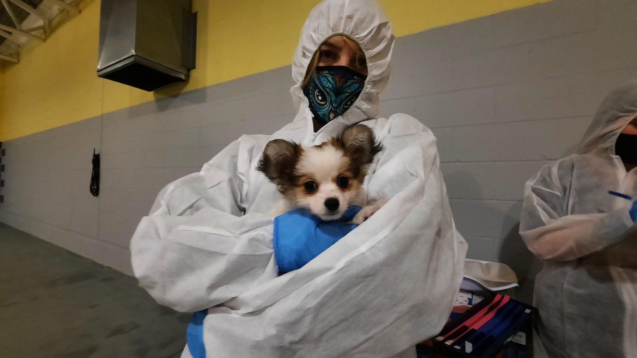 BC SPCA removes 12 dogs and puppies from Vancouver Island breeder - BC SPCA