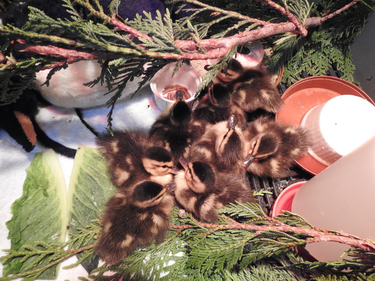 Mother duck hit by car is a good reminder to slow down for wildlife at ...