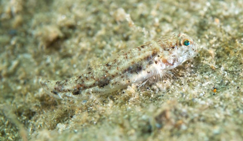 11 Fun facts about fish - BC SPCA