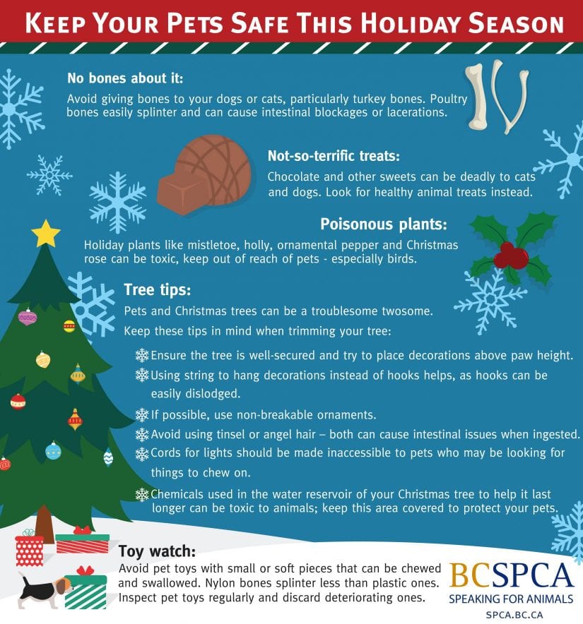 How to keep your pets safe from holiday hazards! - BC SPCA
