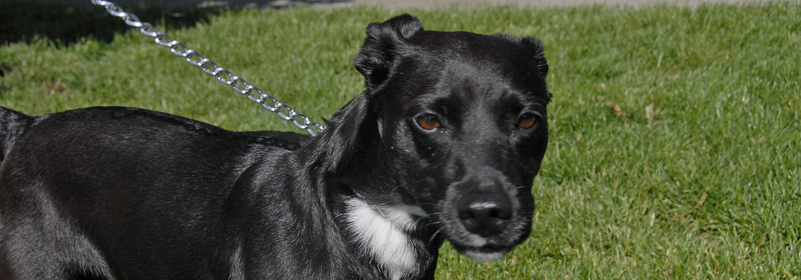 Humane collars for our canine companions