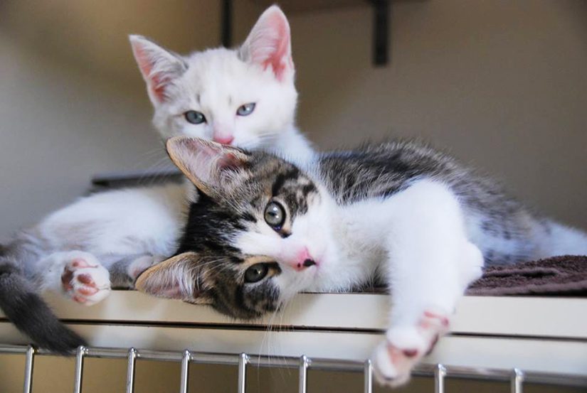 What is kitten season? - BC SPCA