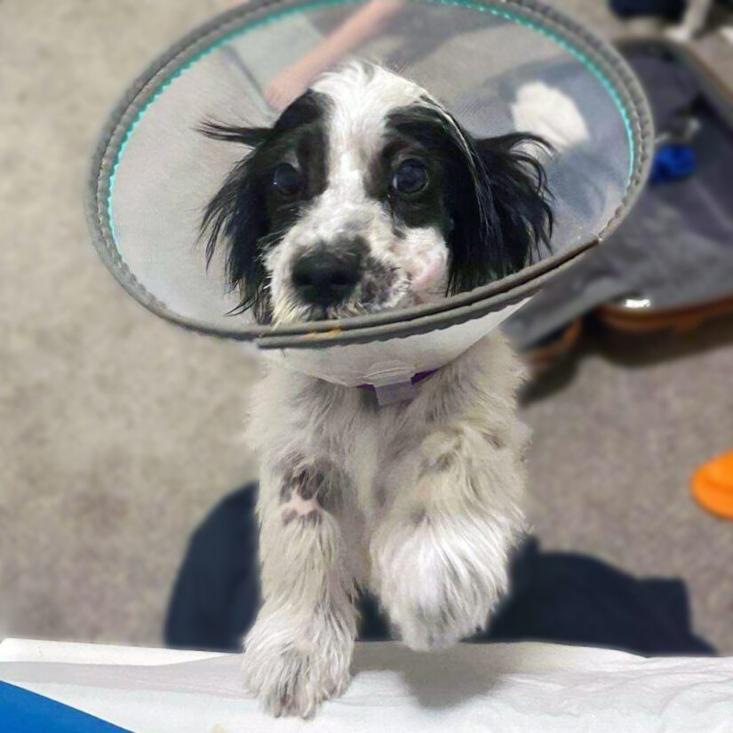 Seven-month-old puppy needs your help after suffering broken jaw in dog ...