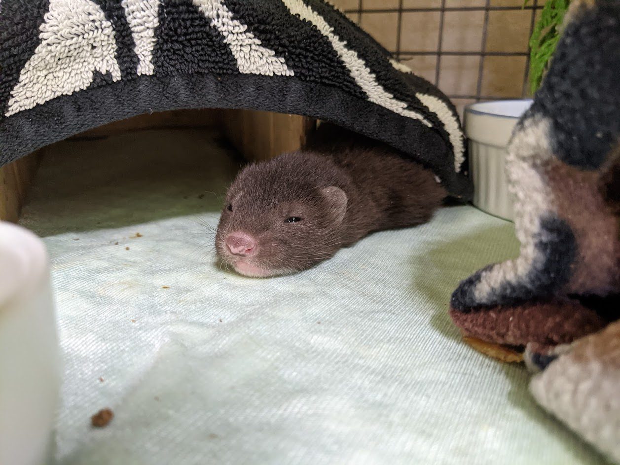 Wild ARC admits a baby mink into its care - BC SPCA