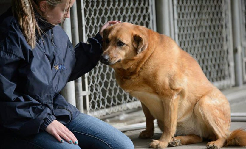 How to help overweight pets slim down - BC SPCA