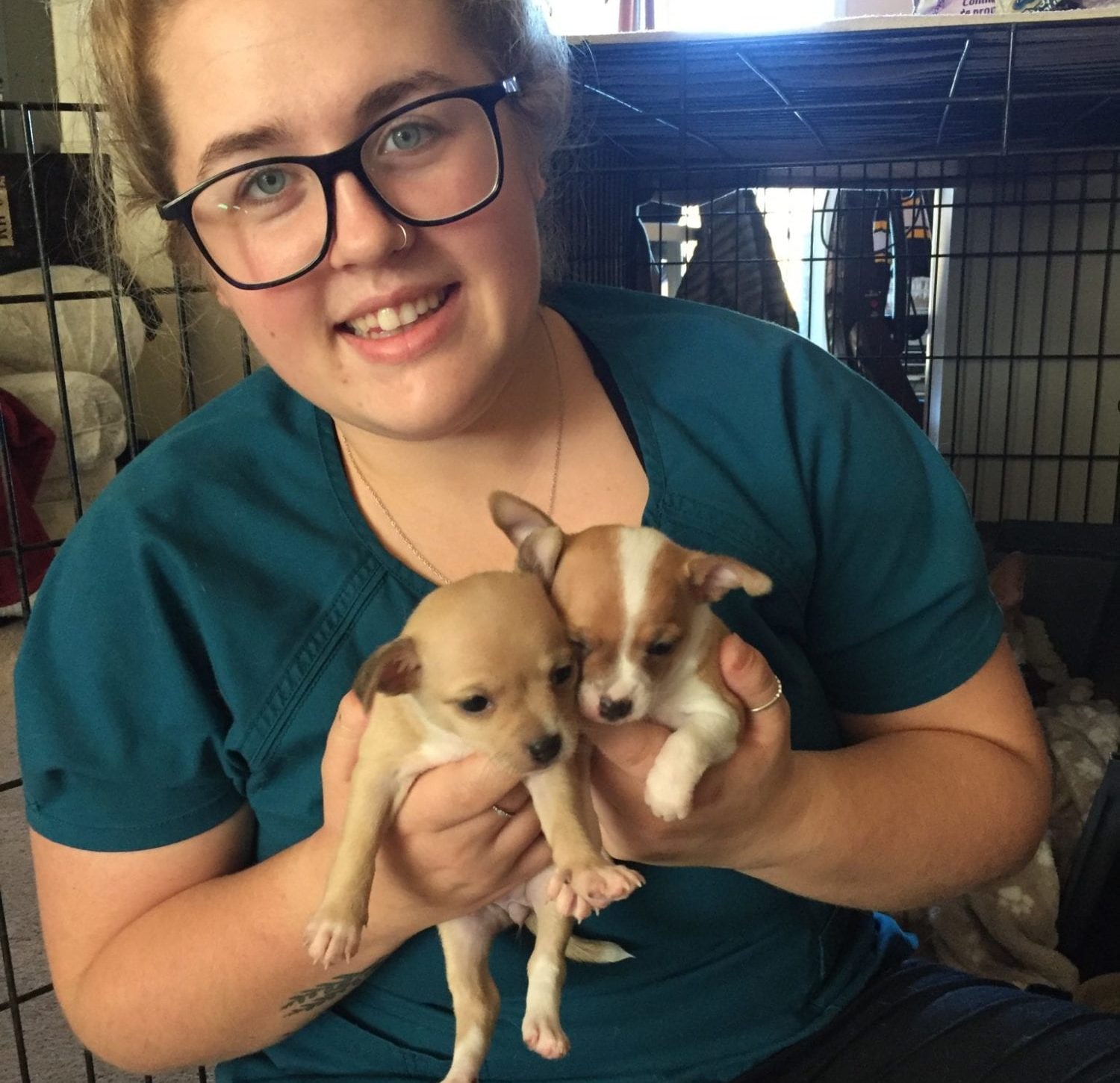 Top six foster myths debunked - BC SPCA