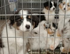 Adoption help topics - BC SPCA