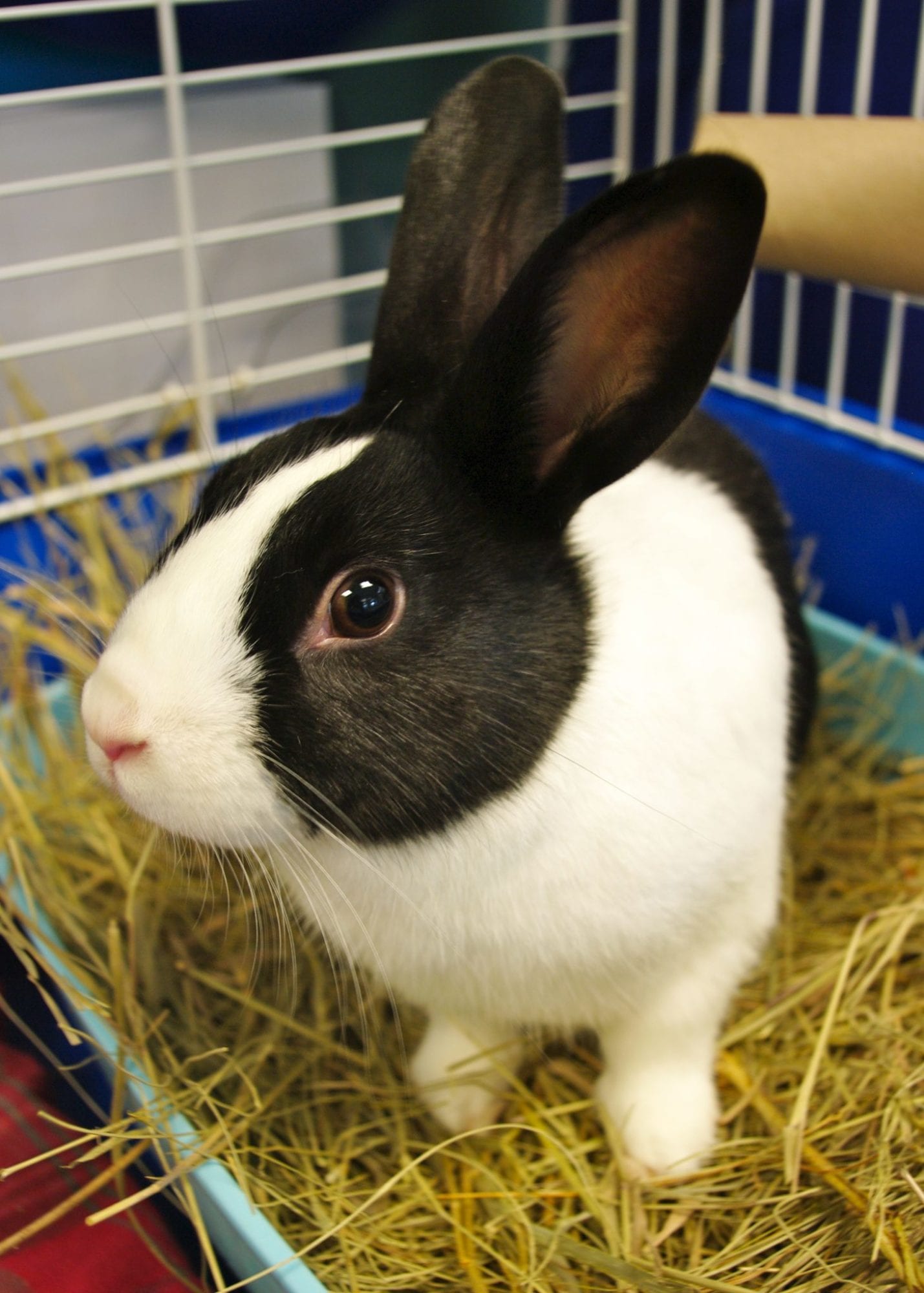 How can I housetrain my rabbit? - BC SPCA