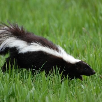 Learn about B.C. wildlife - BC SPCA