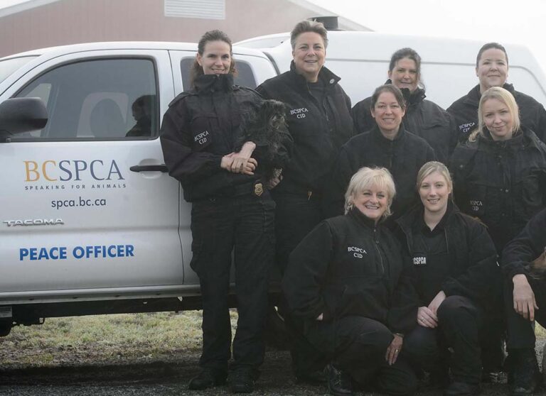 Questions about the BC SPCA help topics - BC SPCA