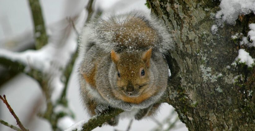 How to create a backyard haven for wildlife in winter - BC SPCA