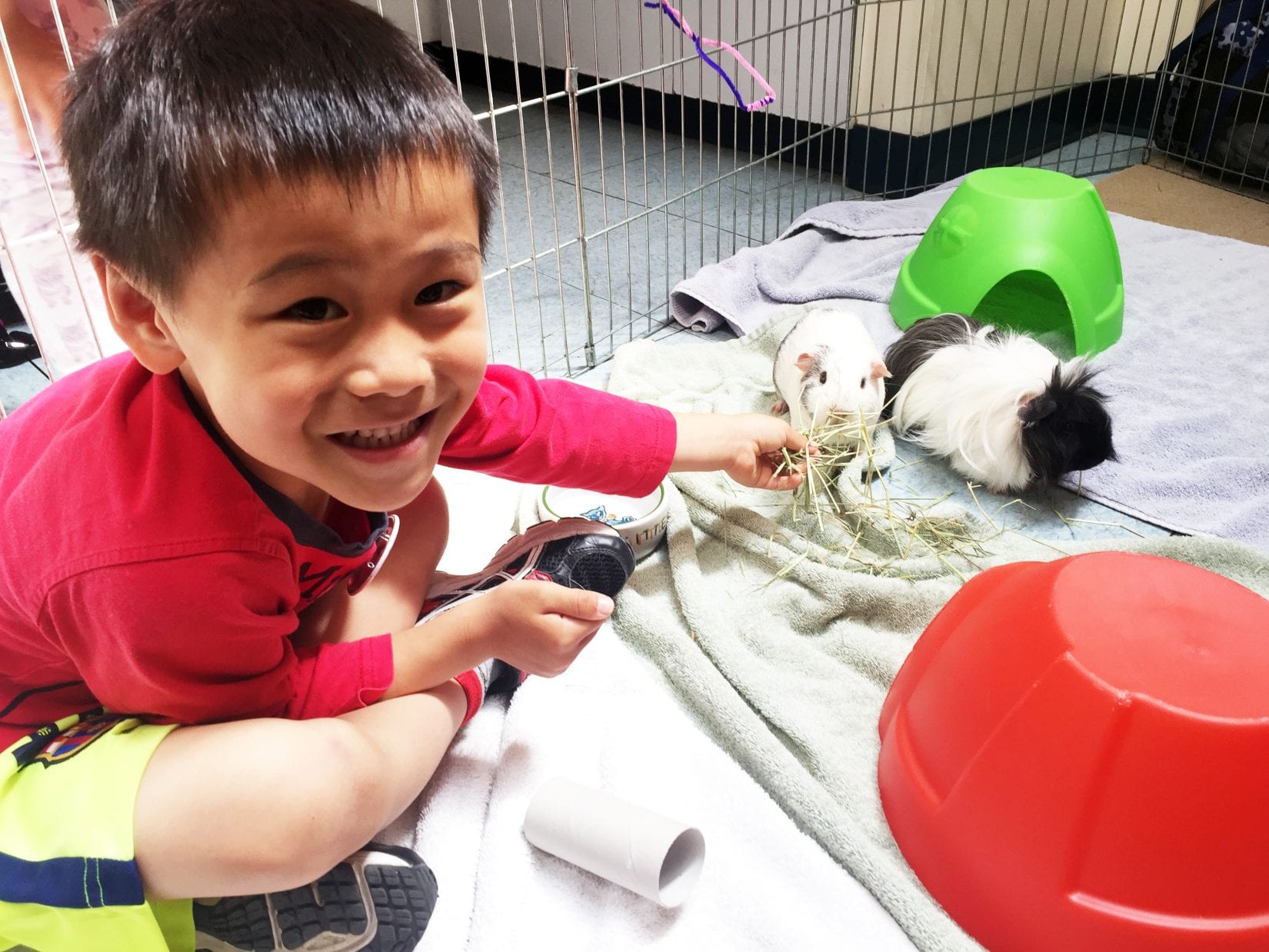 Good things come in small packages: How to interact with small animals