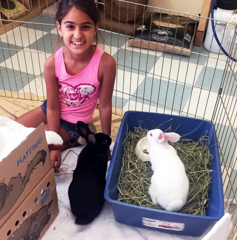 12 things to know before adopting a rabbit - BC SPCA